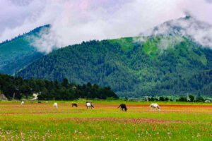 Dhorpatan Hunting Reserve: Nepal’s Unique Off-the-Beaten-Path ...