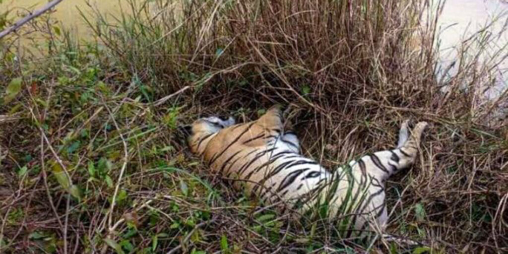 Tiger Found Dead in Beldandi Community Forest - Tourism Info Nepal