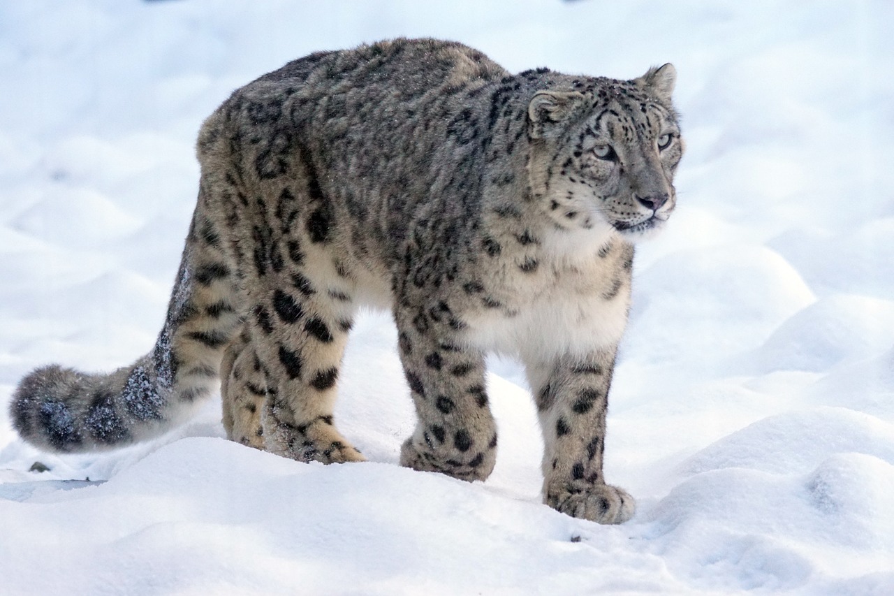 First Comprehensive Snow Leopard Survey Launched in Mustang - Tourism ...