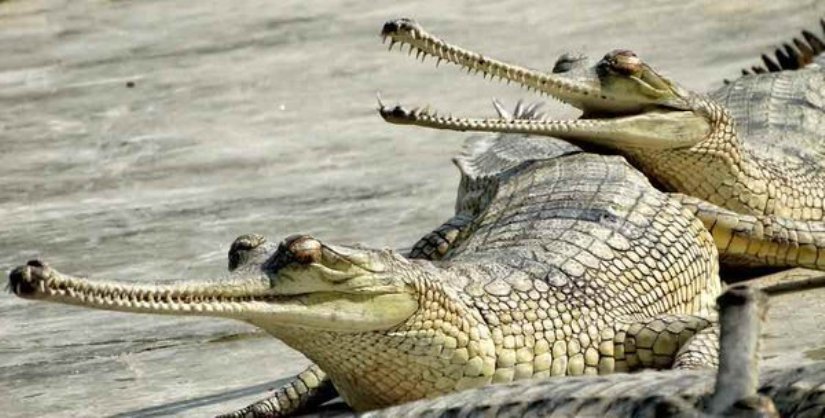 Critical Gharial Count Launches in Rapti and Narayani Rivers - Tourism ...