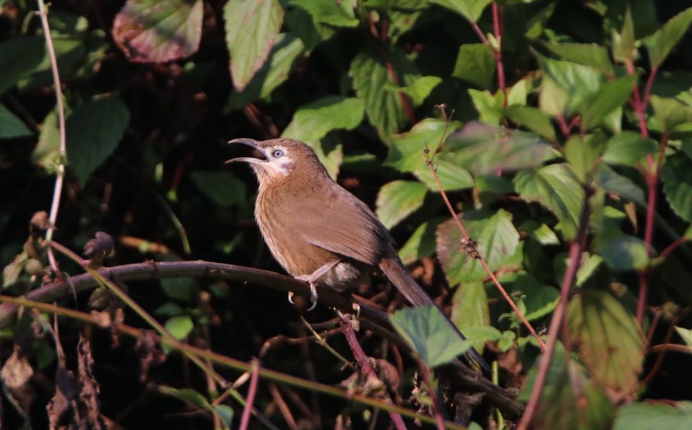 The Forgotten Scrublands: Home to Nepal’s Endemic Spiny Babbler ...