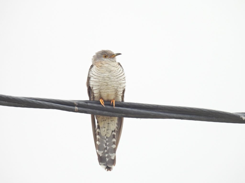 Fascinating Insights into the Common Cuckoo: Nature’s Surprising Brood ...